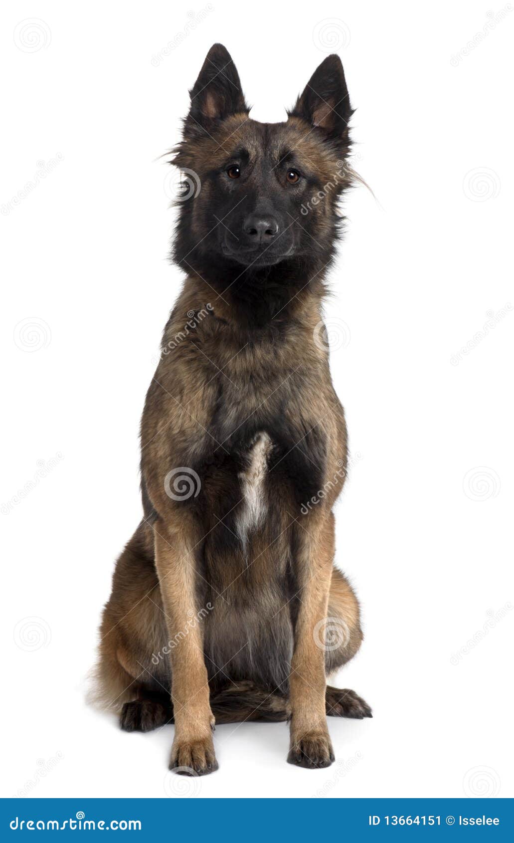 Dog Sitting Front View