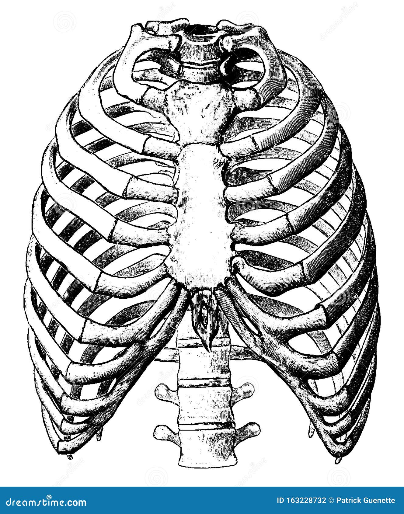 Front View of Thorax, Vintage Illustration Stock Vector - Illustration ...