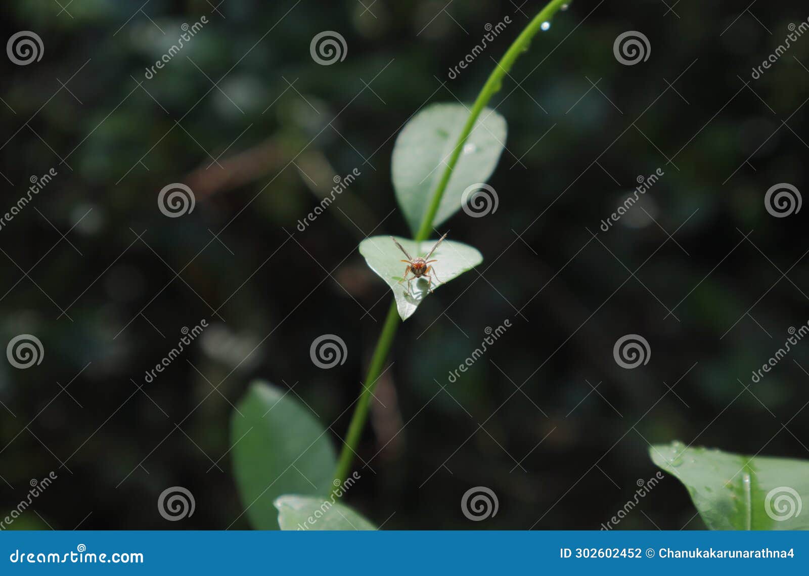 Front View of an Angry Faced Paper Wasp Insect with the Raised Wings ...