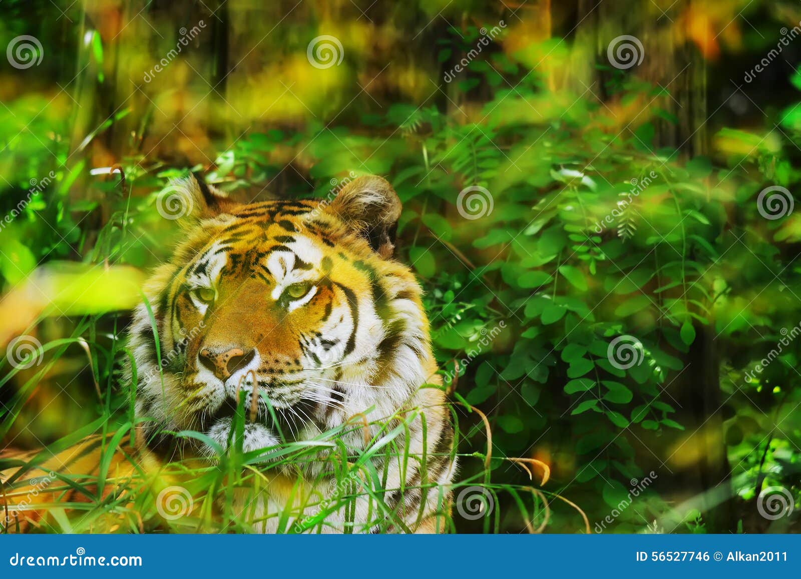 Front view of a tiger stock photo. Image of wildcat, tiger - 56527746