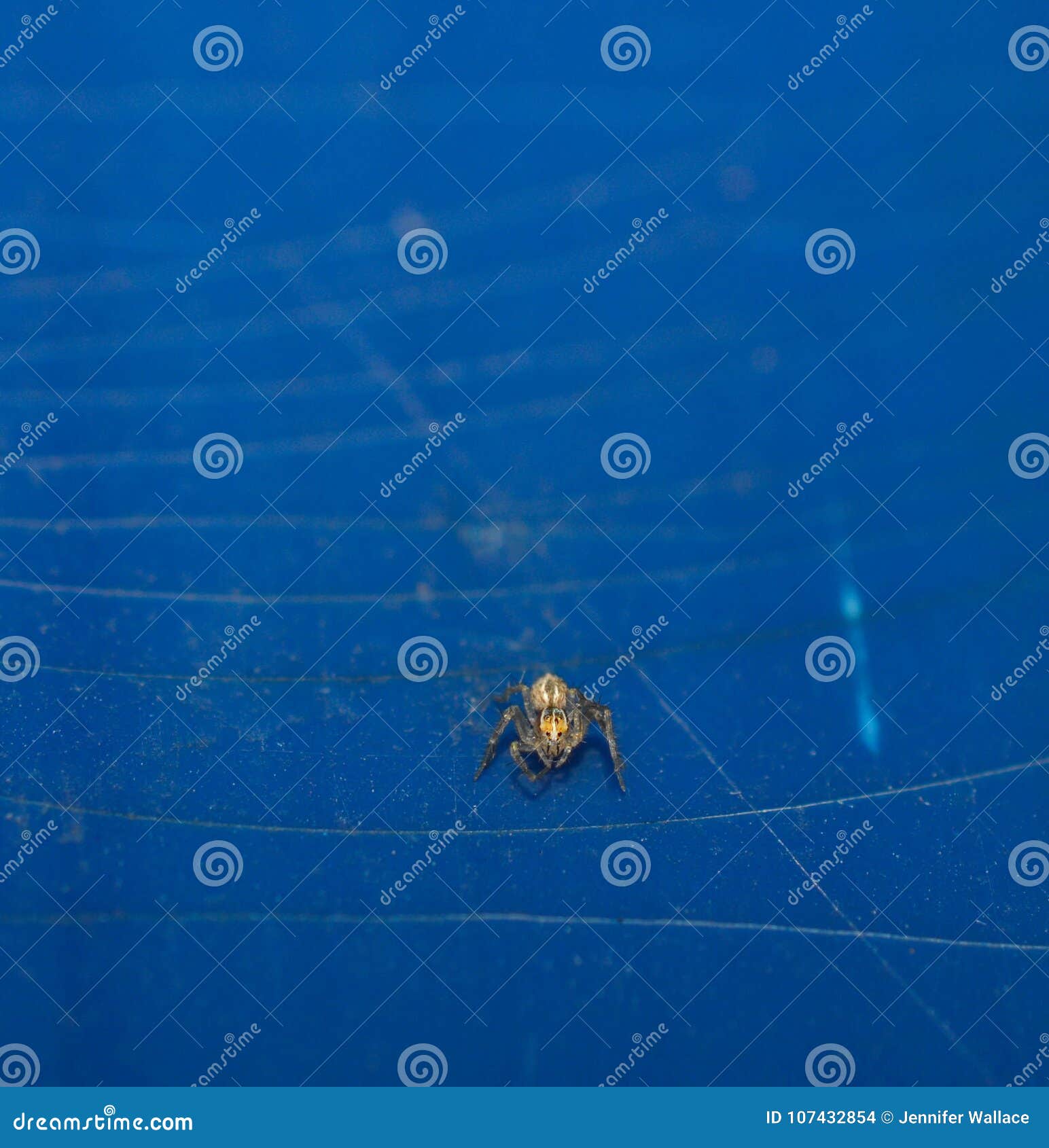 Front View of a Tiny Baby Grass Spider on Blue Background Stock Photo ...