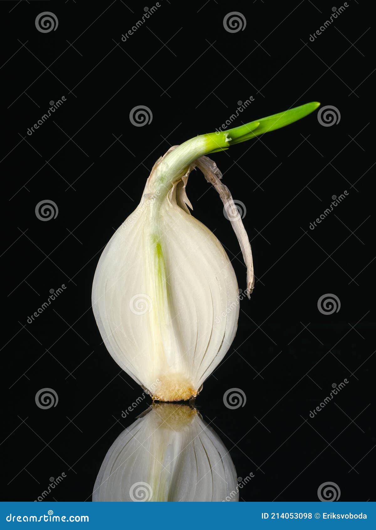 Front View To the Cut Raw Onion. Black Background with Reflection. Low ...