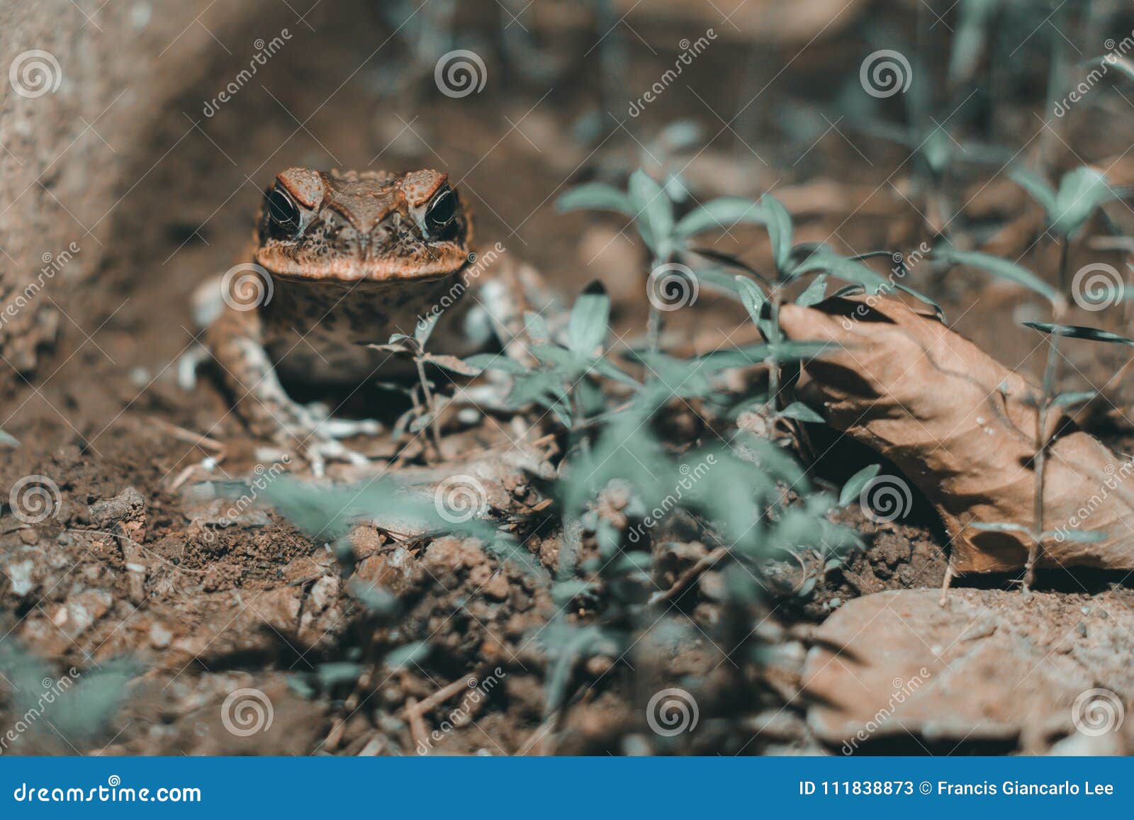Front view of a toad stock image. Image of view, amphibian - 111838873