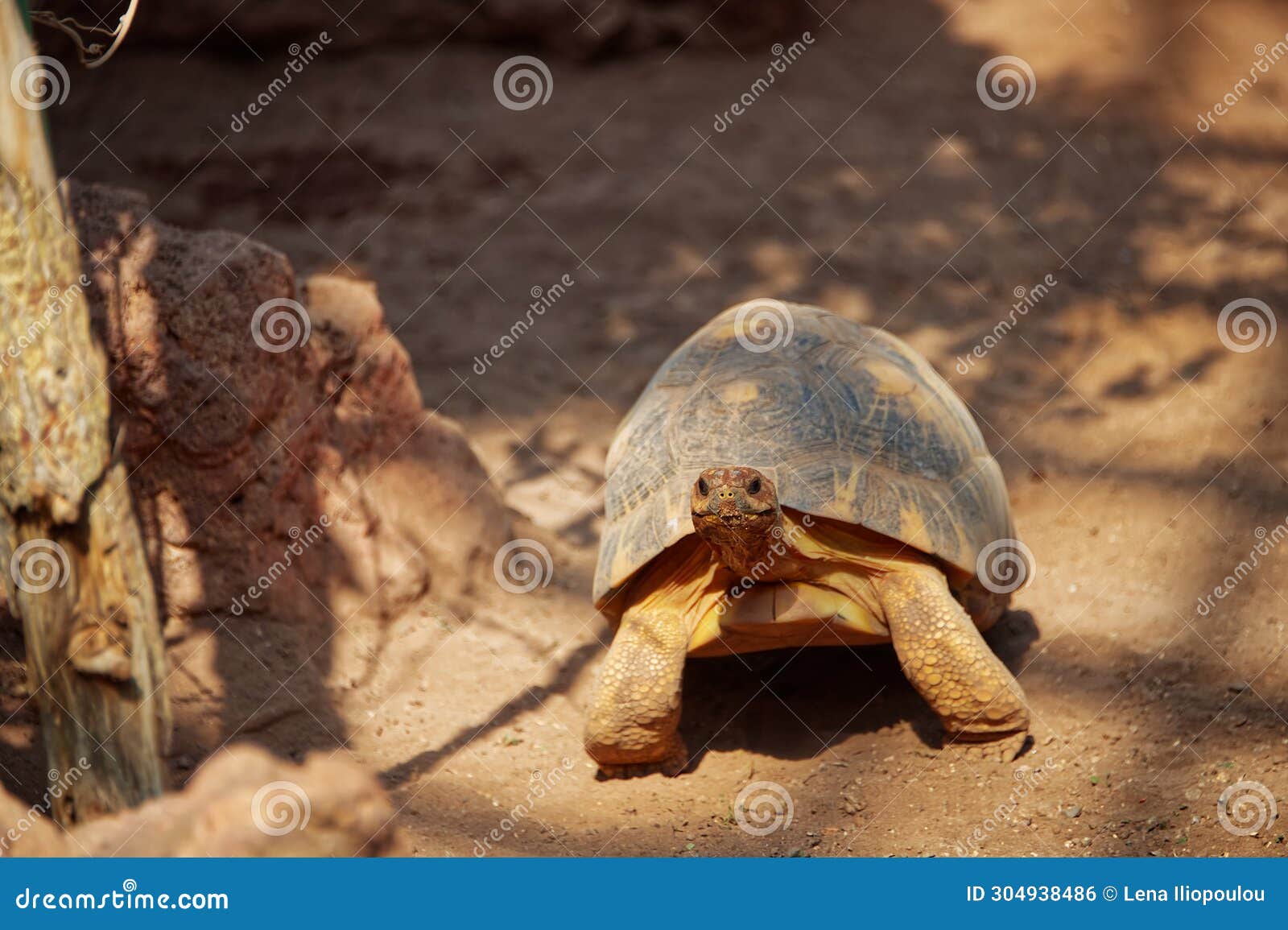 Front View of a Tortoise in Brown Color Stock Photo - Image of copy ...
