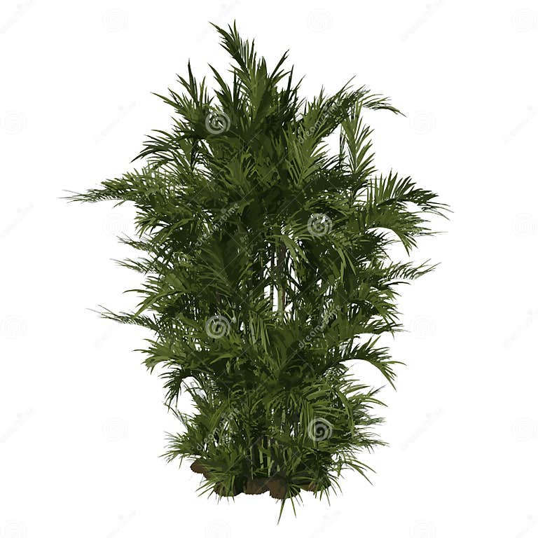 Front View Tree Butterfly Palm Areca Tree 3 Illustration Vector Stock ...