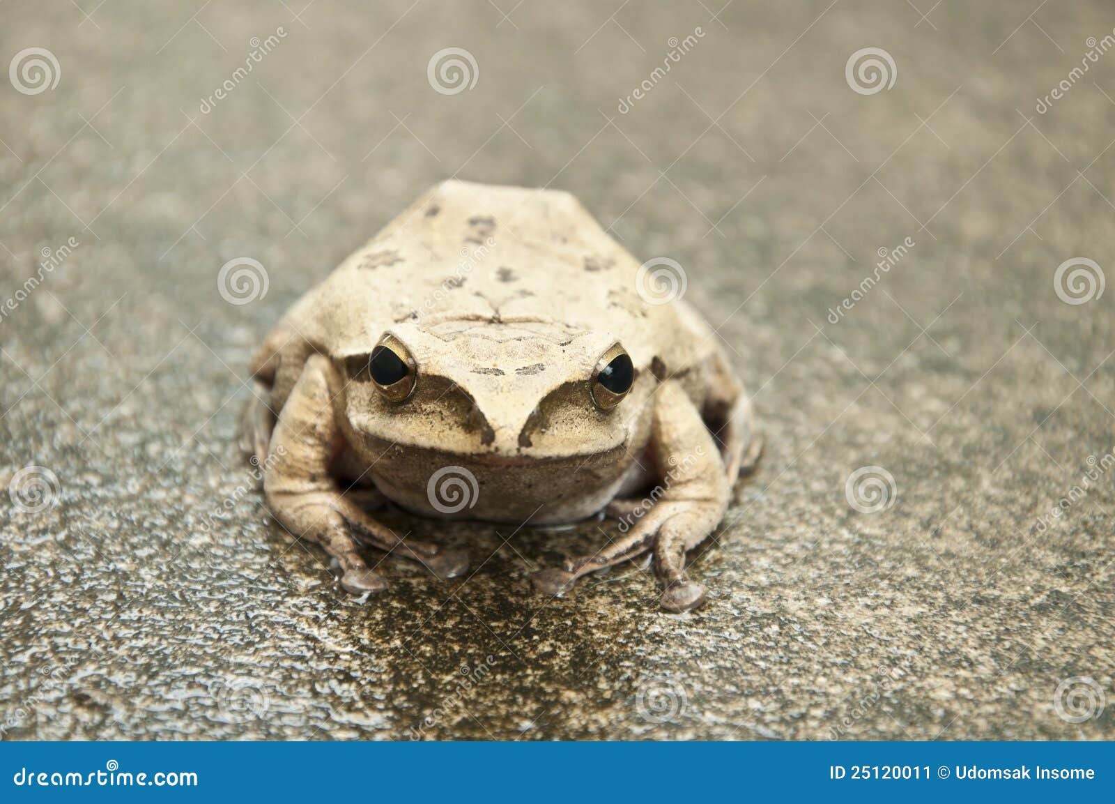 Front view of tree frog stock image. Image of little - 25120011