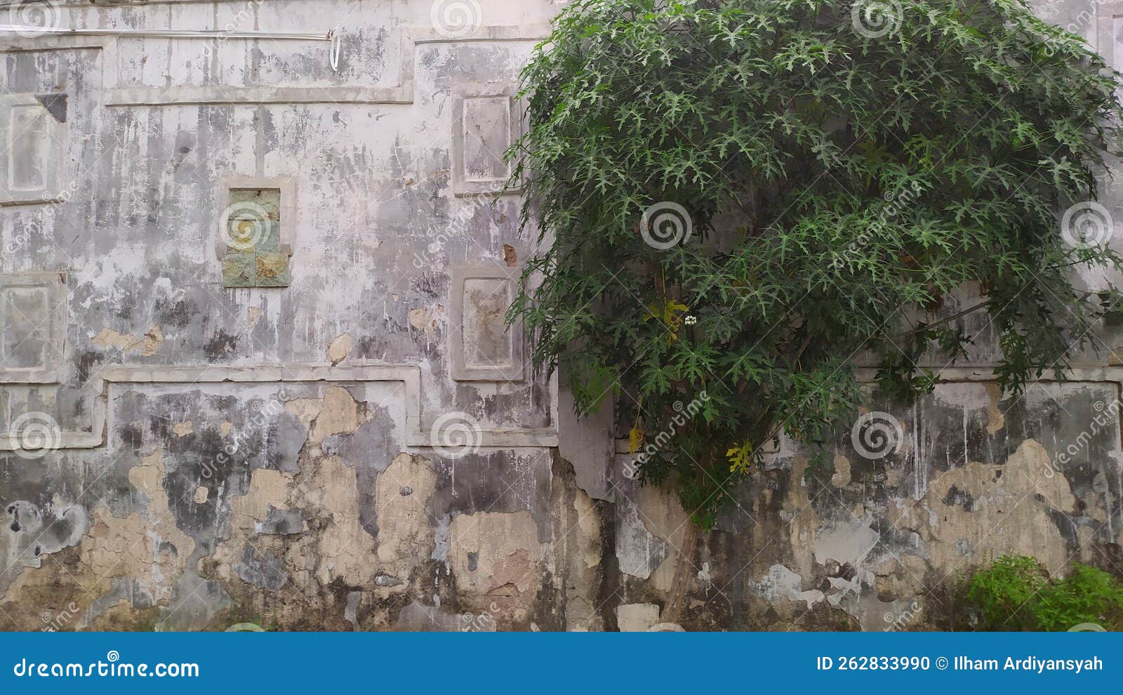 Front View of a Tree Photo with the Addition of a Building Wall Texture ...