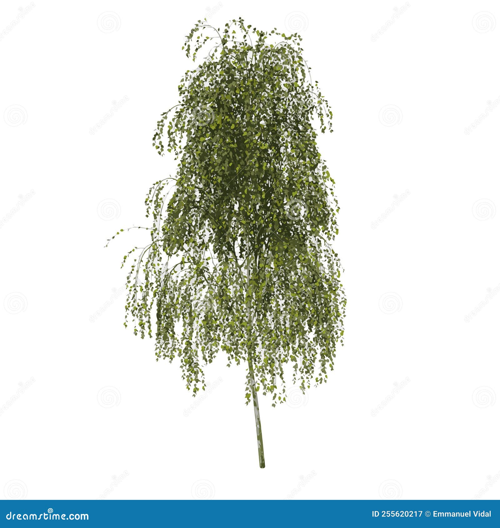 Front View Tree Young Silver Birch Betula Pendula 2 Illustration Vector ...
