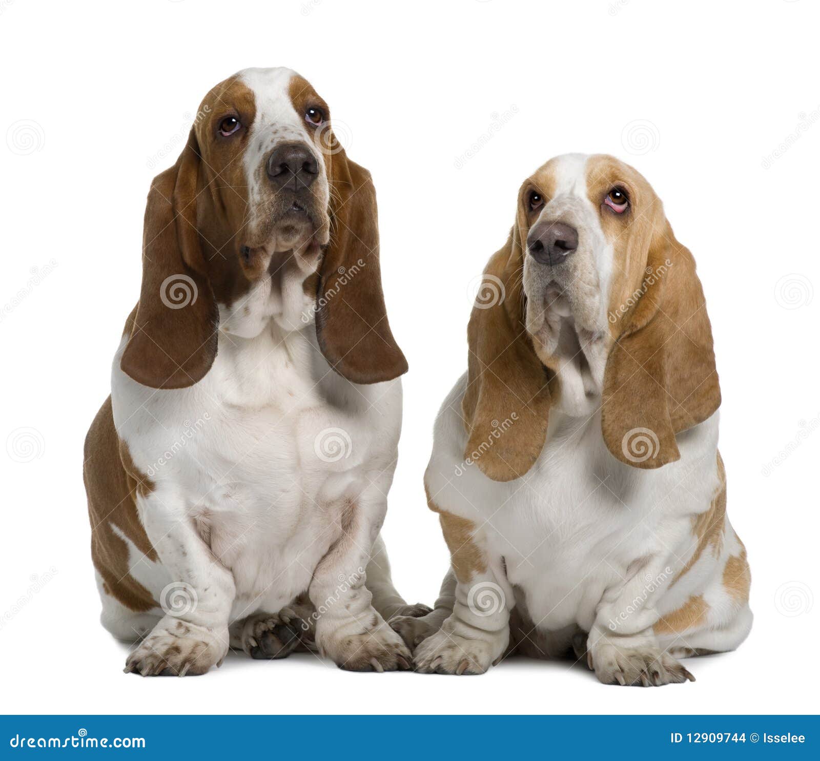 Front View of Two Basset Hounds, Sitting Stock Photo - Image of dogs ...