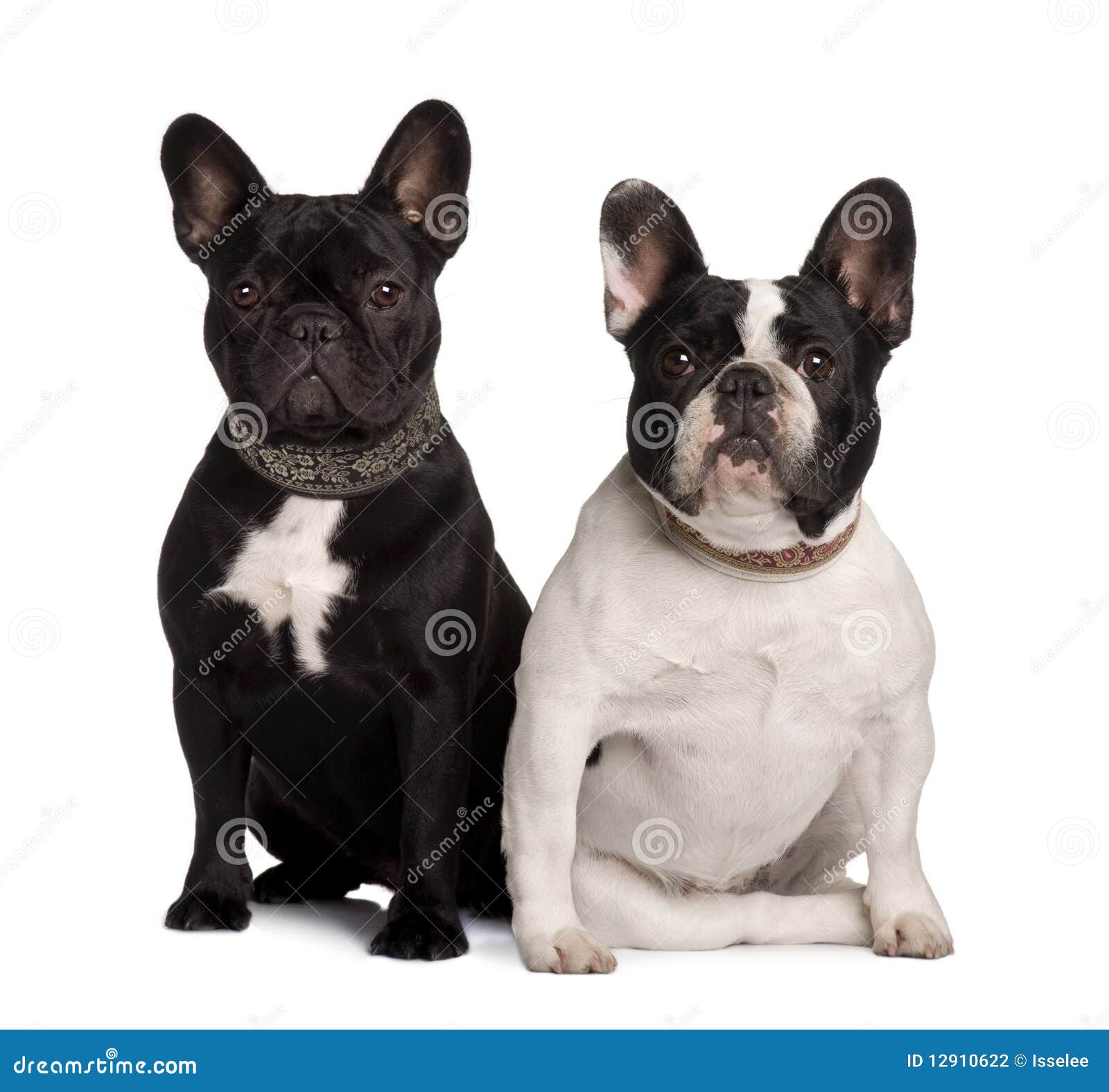 Front View of Two French Bulldogs, Sitting Stock Photo - Image of ...