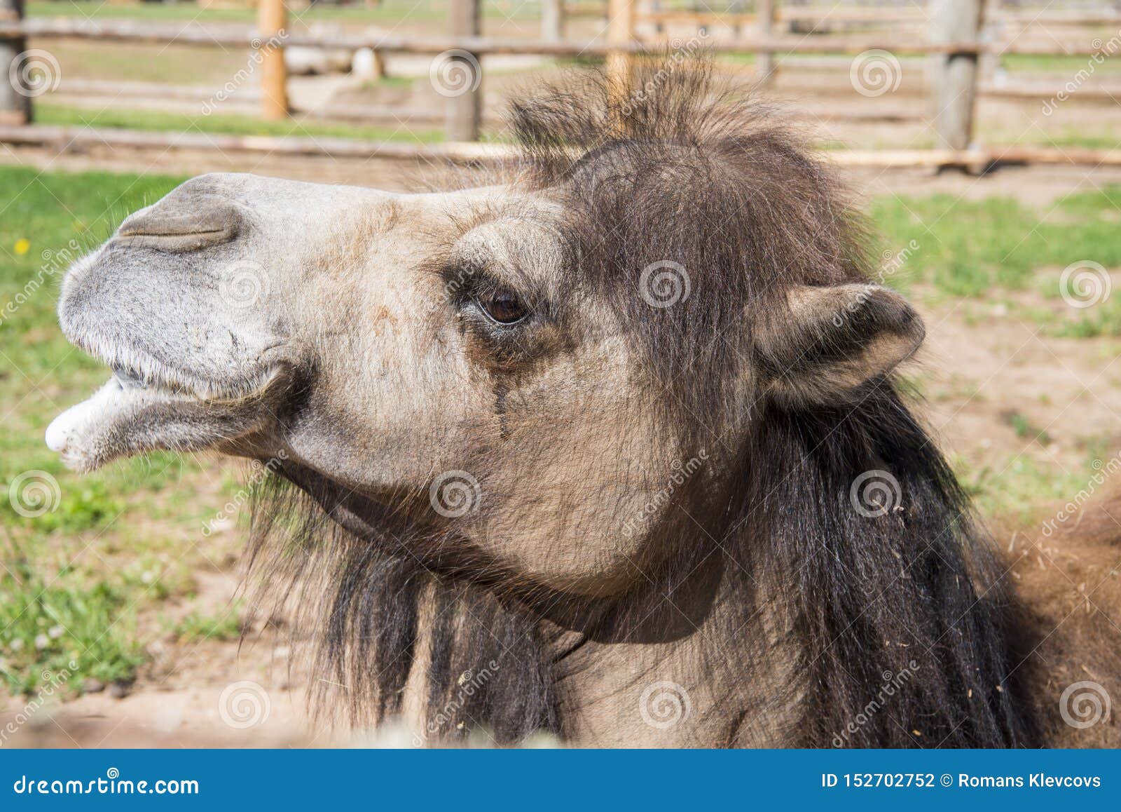 Front View of Two Humped Camel Sitting Ground Stock Photo - Image of ...