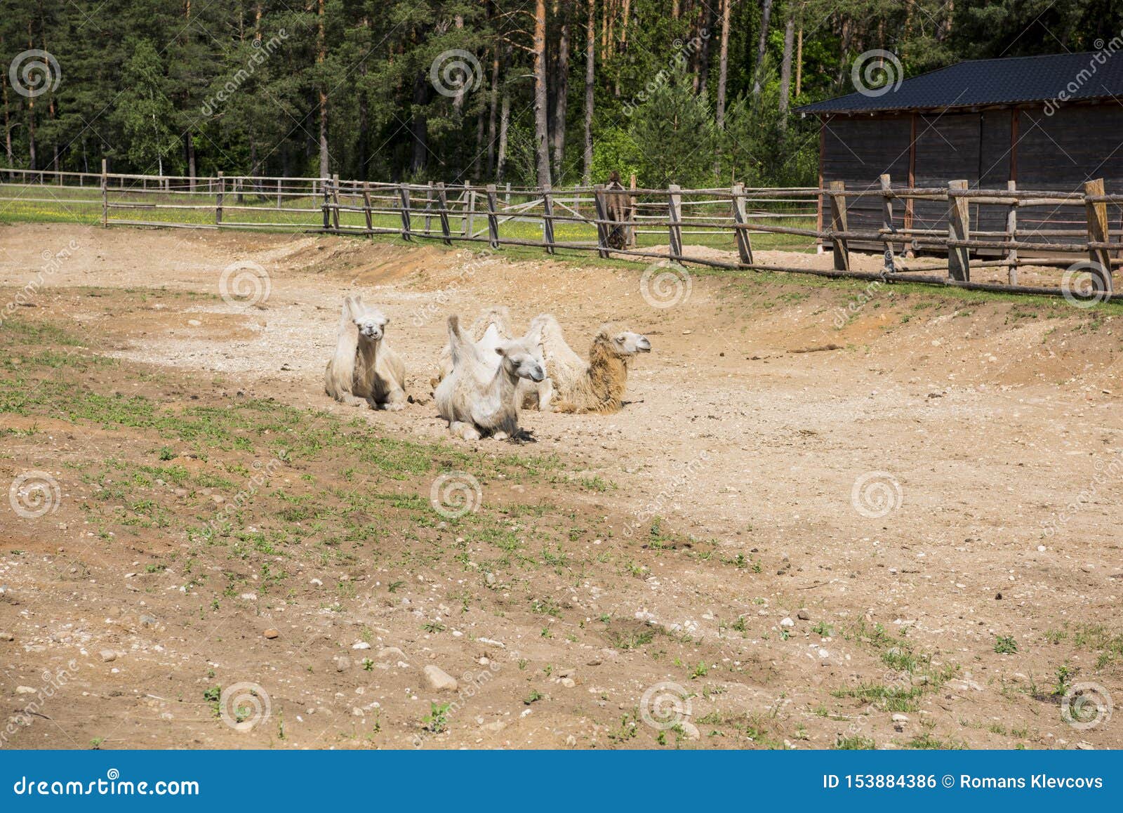 Front View of Two Humped Camel Sitting Ground Stock Photo - Image of ...