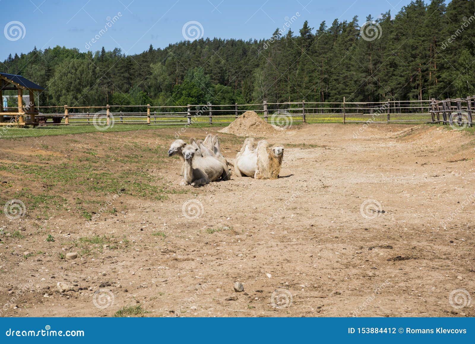 Front View of Two Humped Camel Sitting Ground Stock Photo - Image of ...