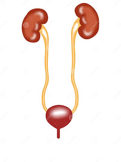 Front View of Urinary Tract Stock Vector - Illustration of bladder ...