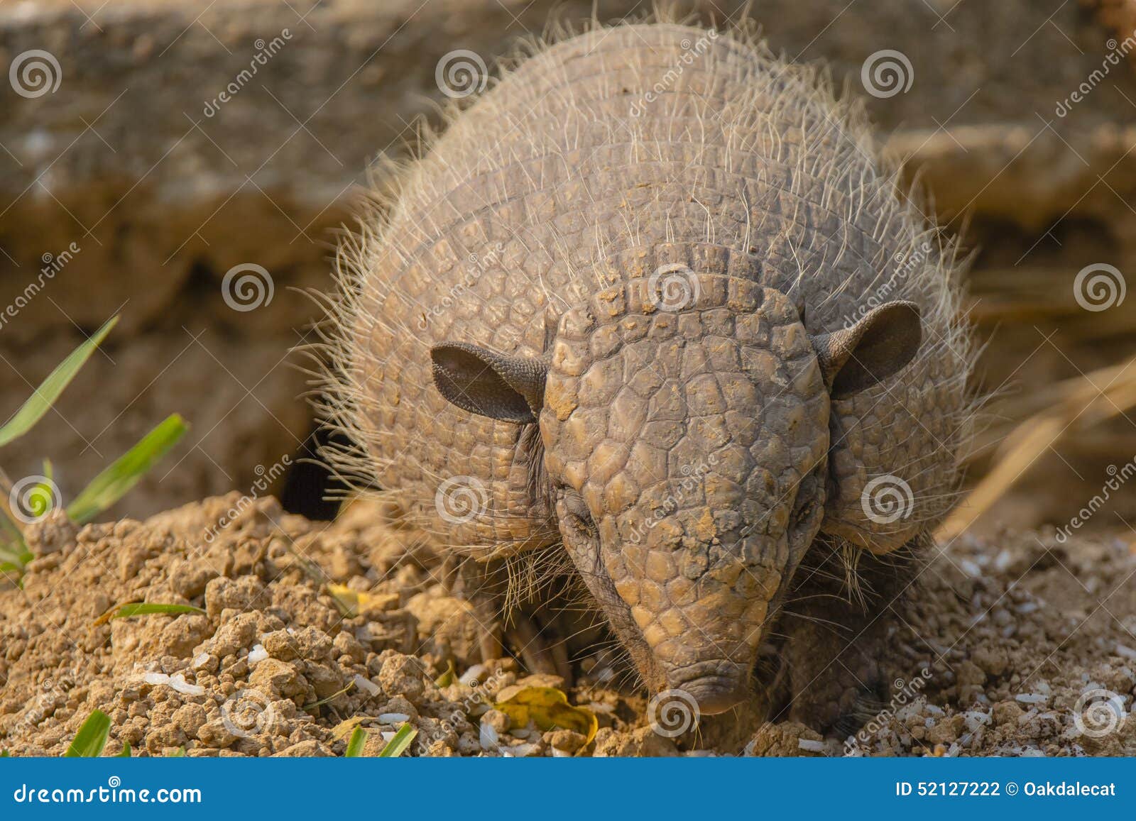 Front View Van Zes-Gestreept Gordeldier Stock Foto - Image of pantser ...