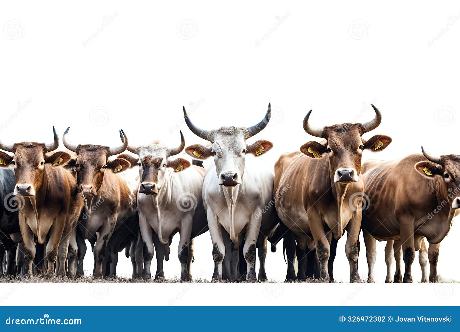 Group of Cows Standing in a Line with White Background Stock ...