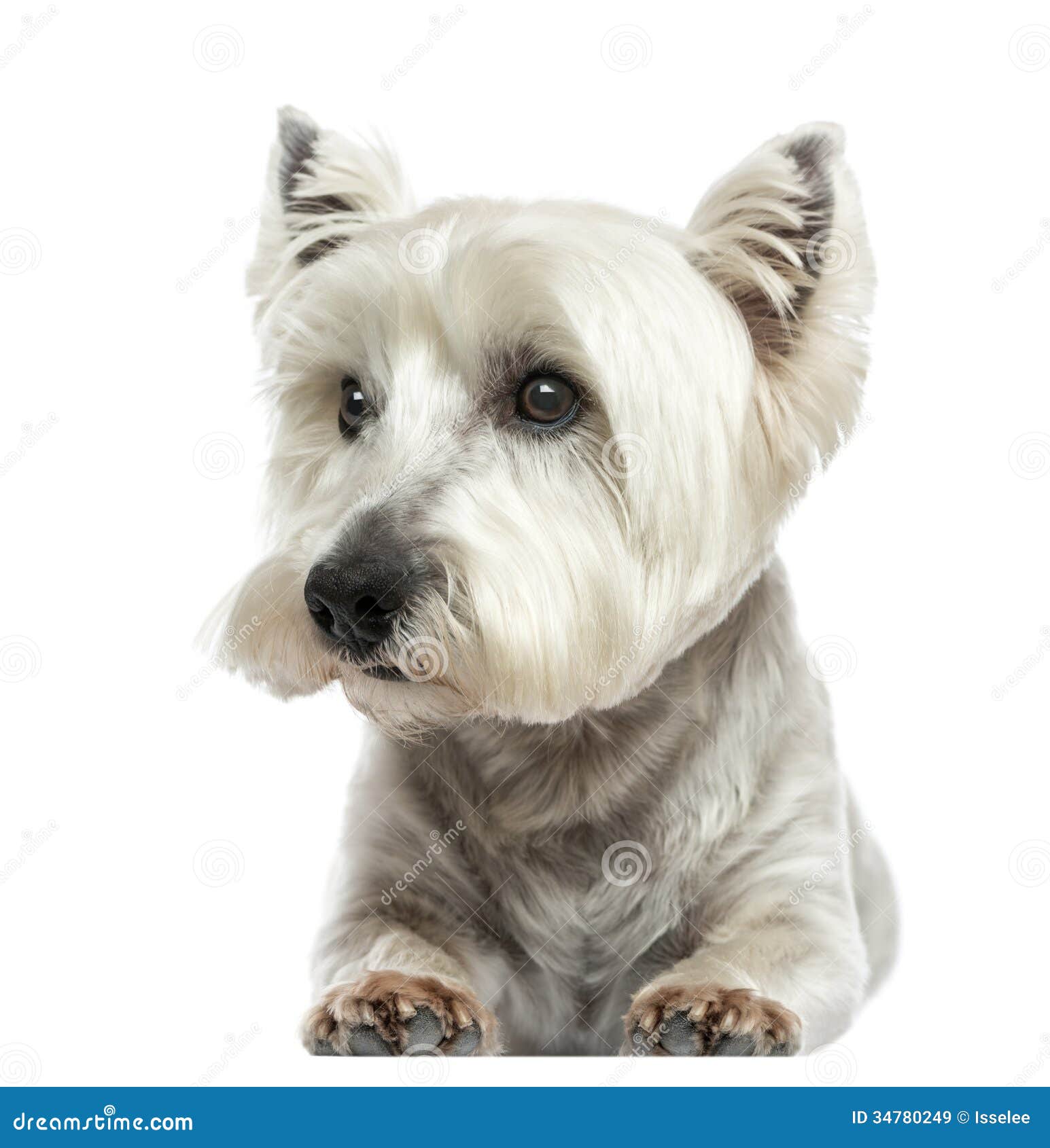 Front View of a West Highland White Terrier Lying, Isolated Stock Image ...