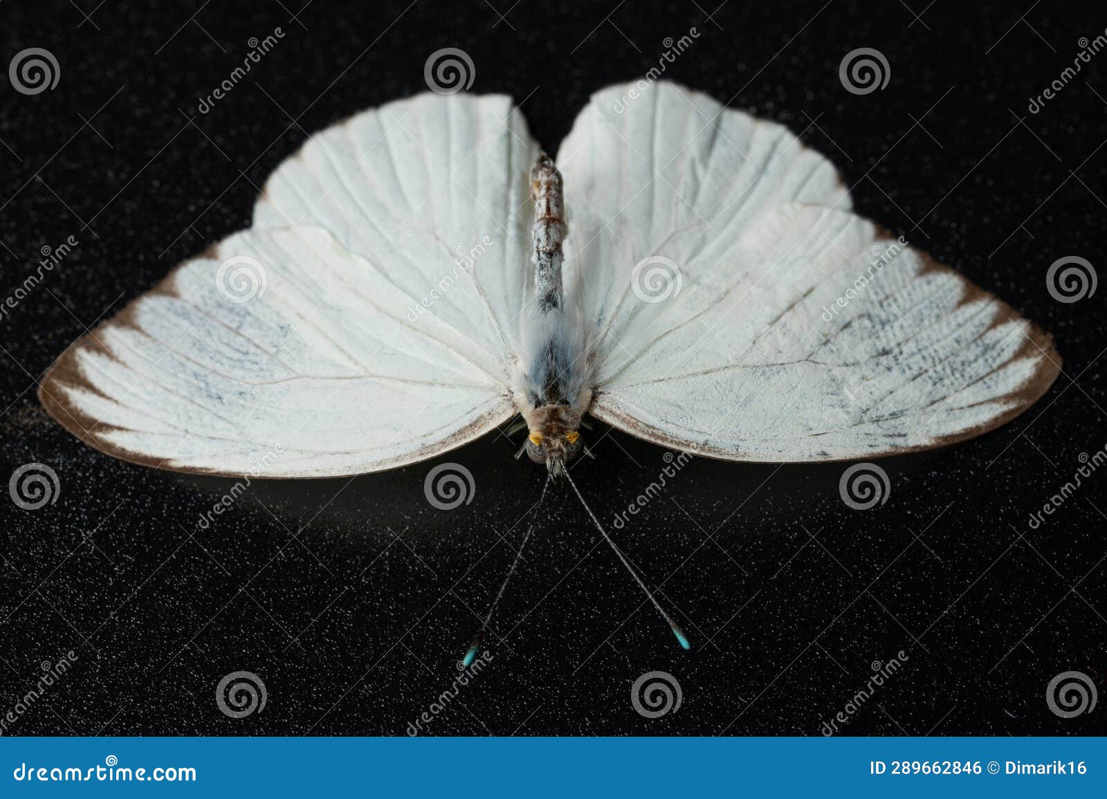 Front view of white moth stock photo. Image of macro - 289662846