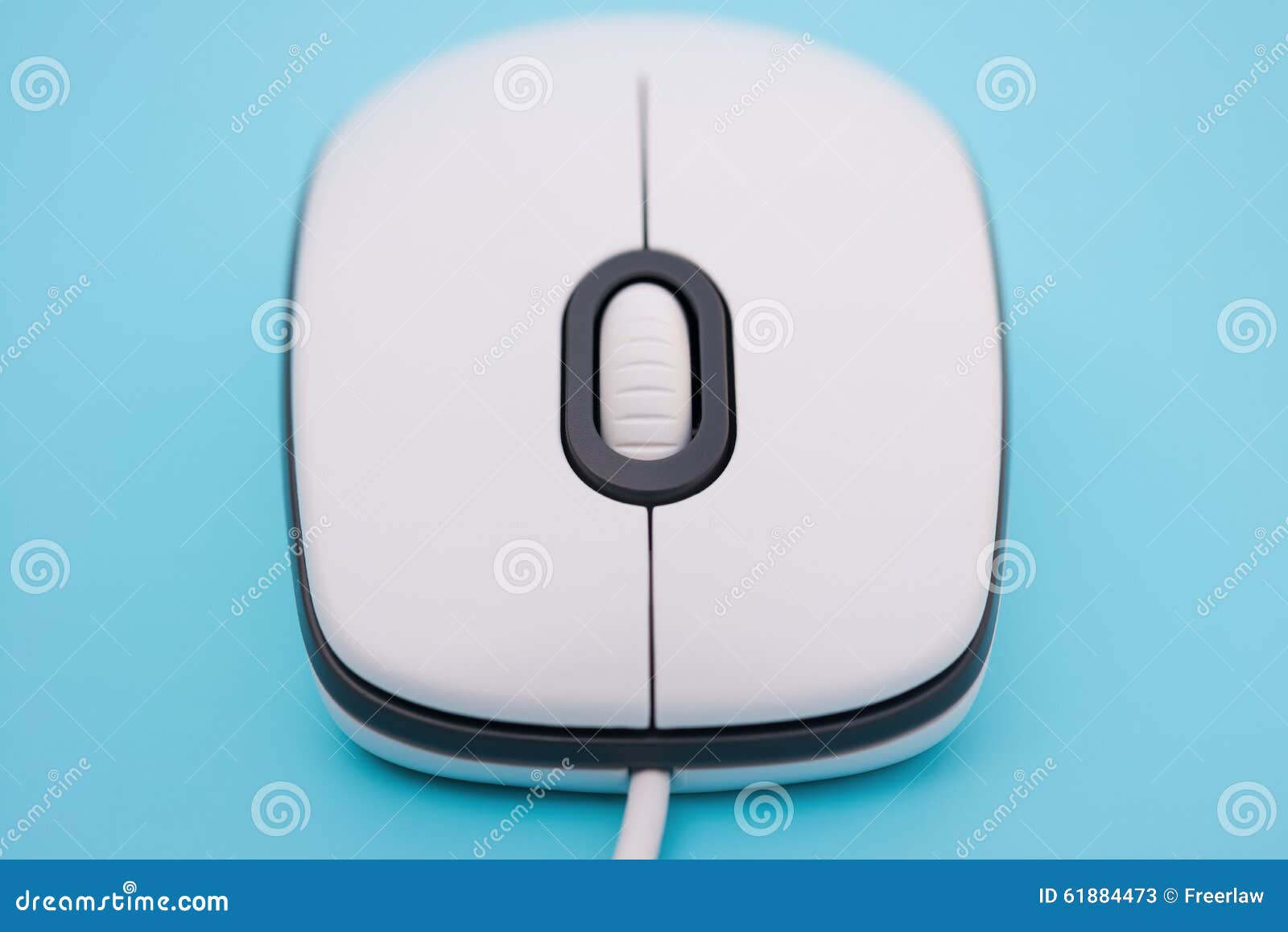 Front View White Mouse on a Blue Background Stock Image - Image of ...