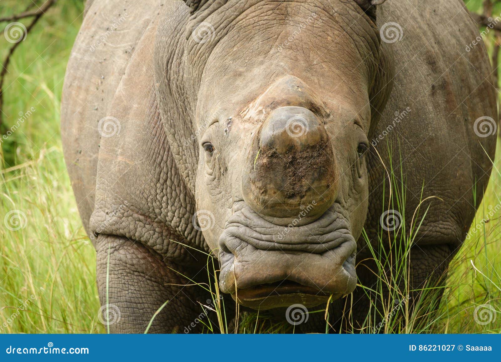 Front View of White Rhino without Horn in Uganda Stock Image - Image of ...