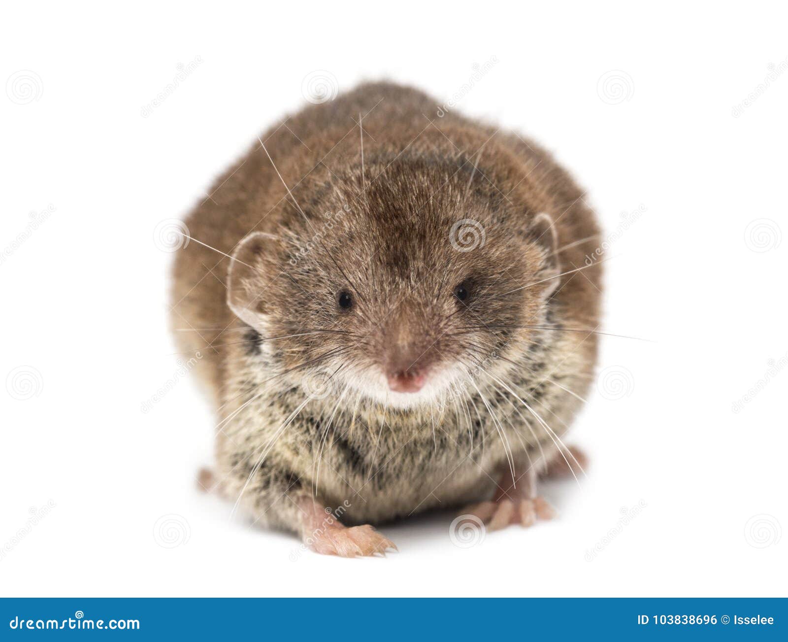 Front View of a White-toothed Shrew, Stock Photo - Image of shrew ...