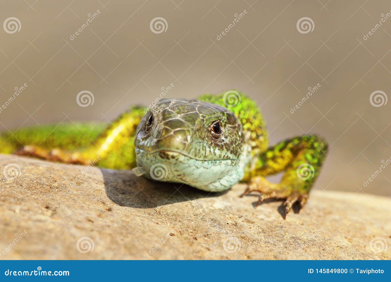 Front View of a Wild Green Lizard Stock Photo - Image of colors ...