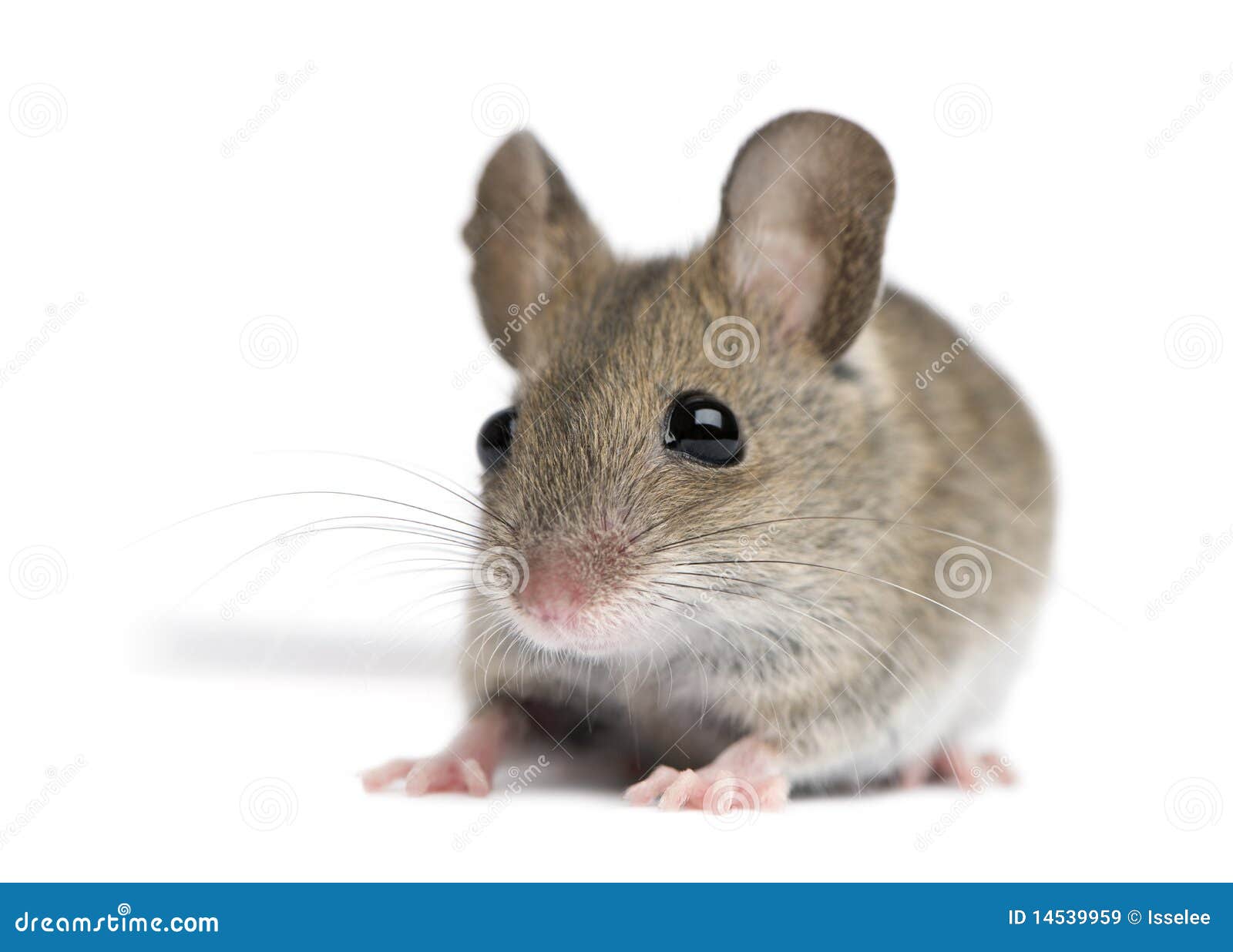 Front view of Wood mouse stock image. Image of studio - 14539959