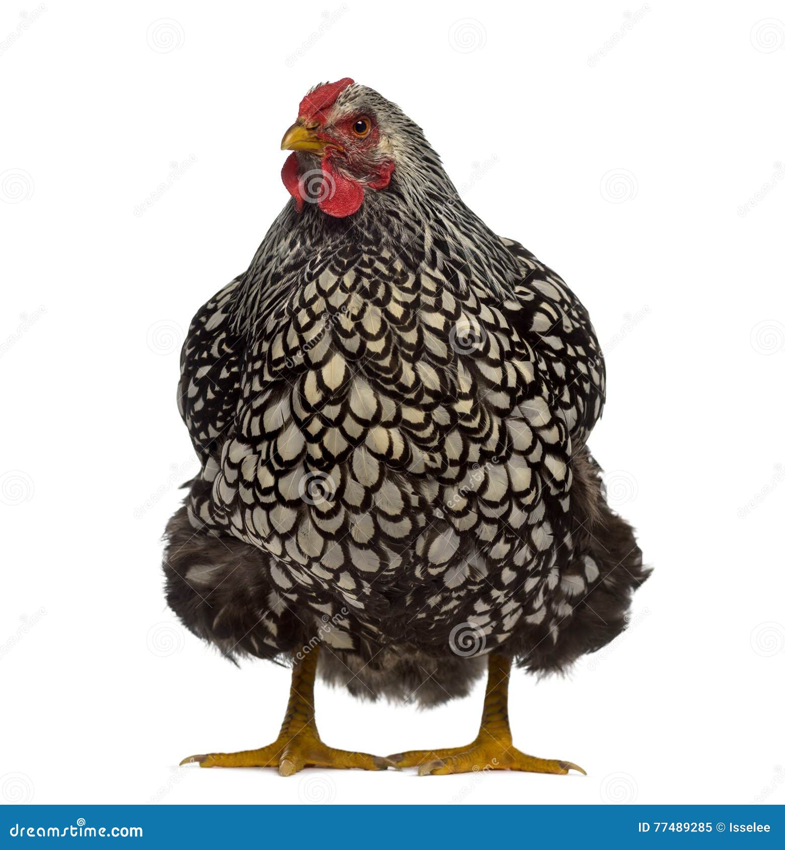 Front View of a Wyandotte Chicken Stock Image - Image of shot, chicken ...