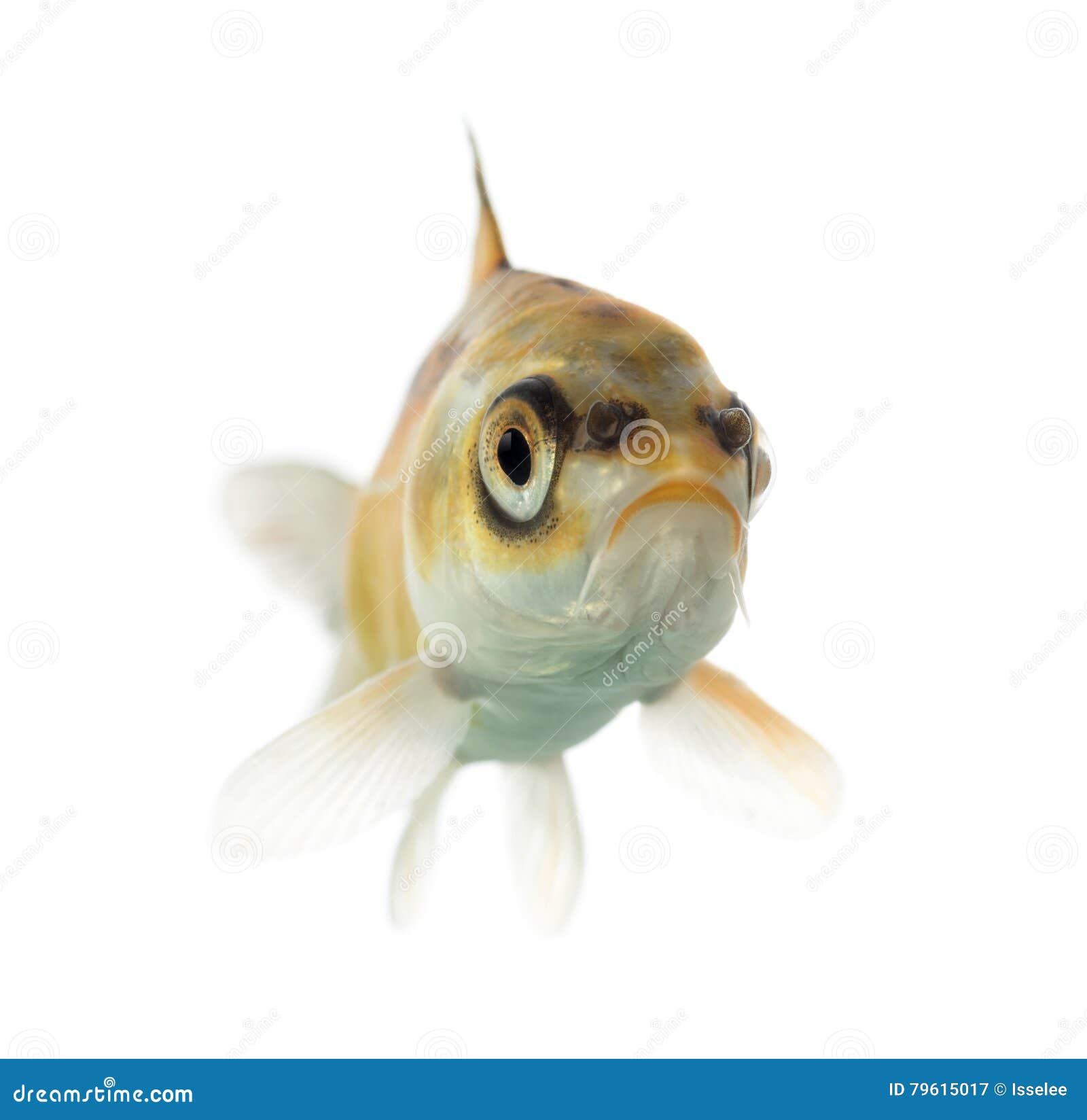 Front View of a Yellow Koi Swimming Stock Image - Image of swimming ...