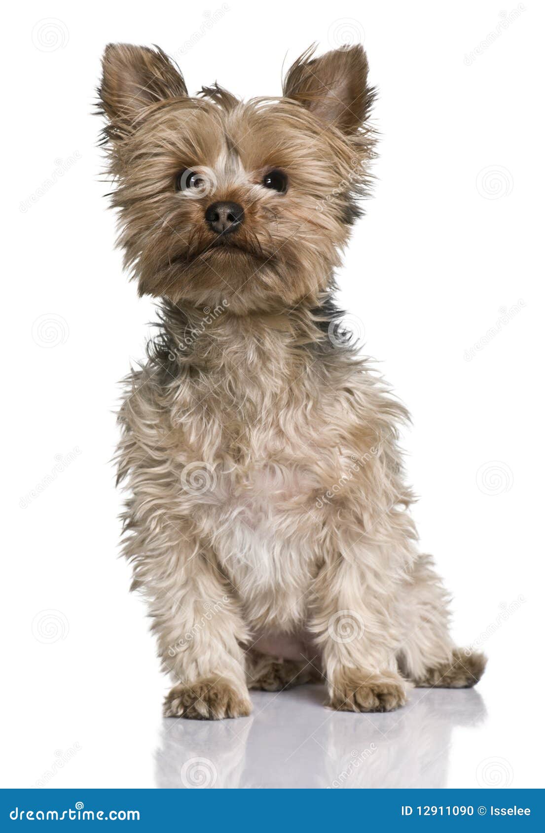Front View of Yorkshire Terrier, Sitting Stock Photo - Image of breed ...