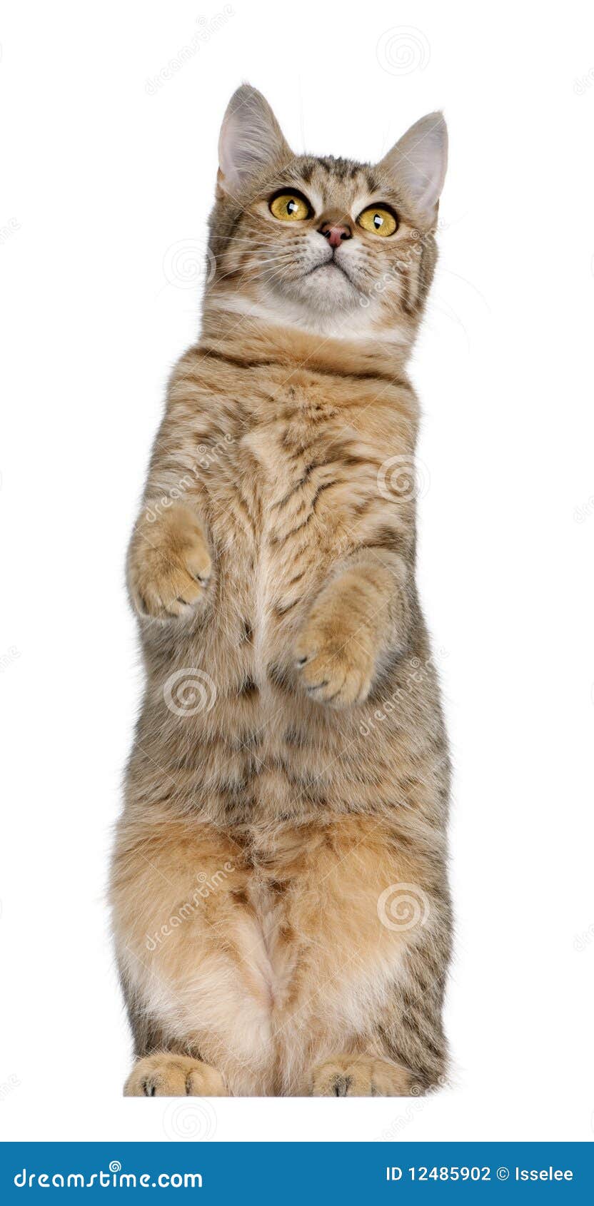 Cat Front View Standing