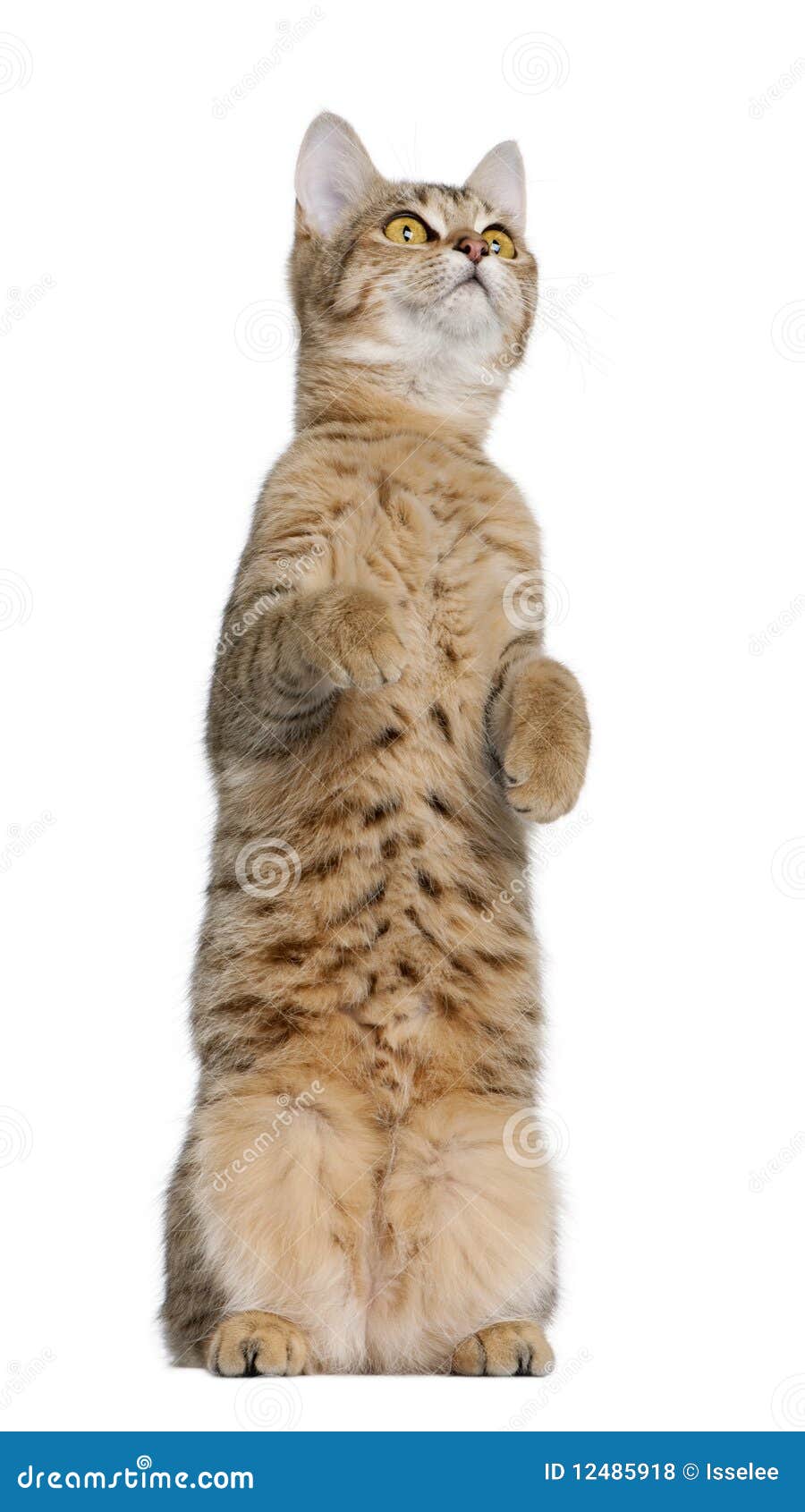 Back View Of Cat Standing