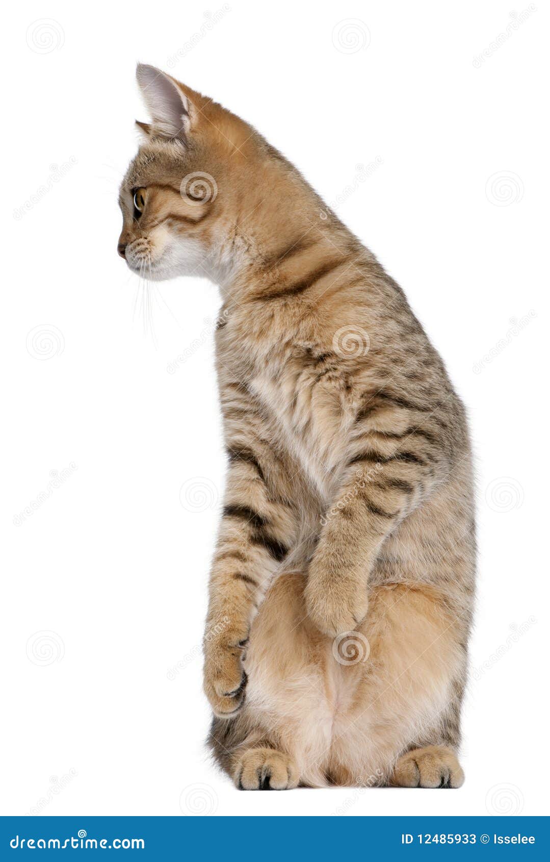 Front View of Young Bengal Cat Standing Stock Image - Image of pets ...