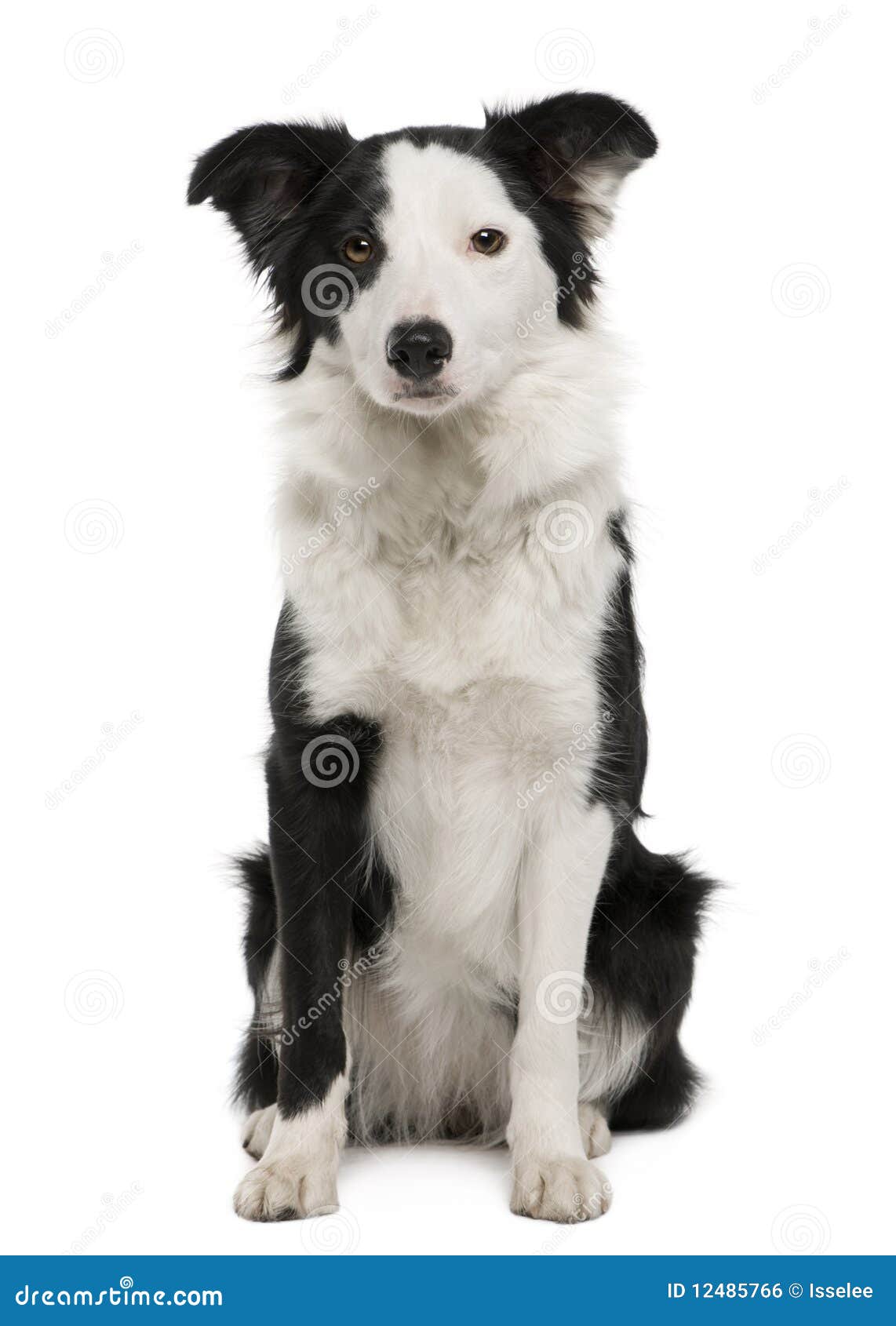 Young Border Collie Dog In Nature Background Stock Photography ...