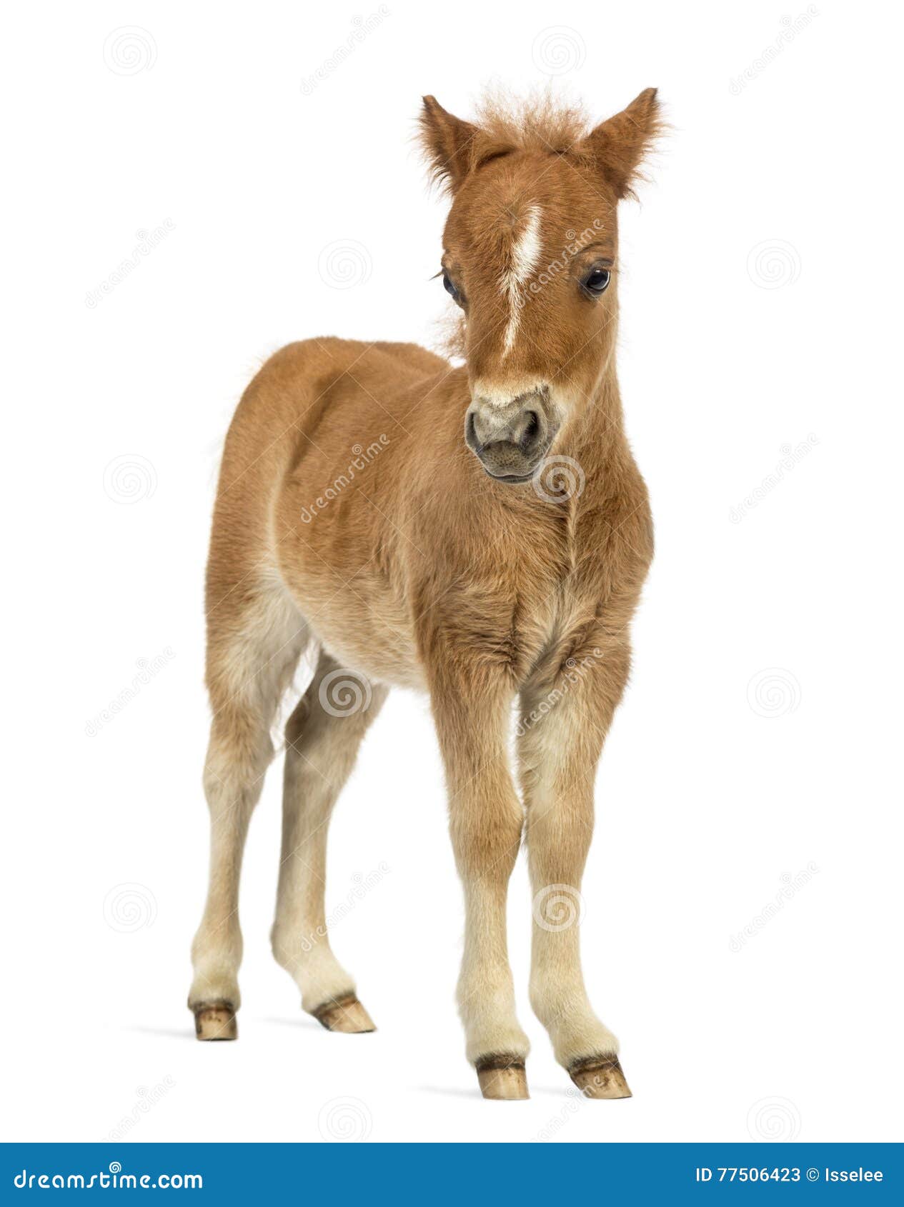 Front View of a Young Poney, Foal Against White Background Stock Image ...