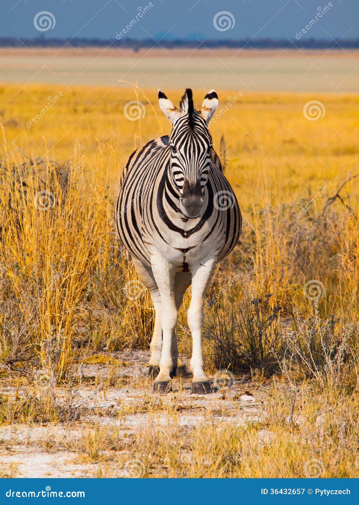 Front view of zebra stock image. Image of national, park - 36432657