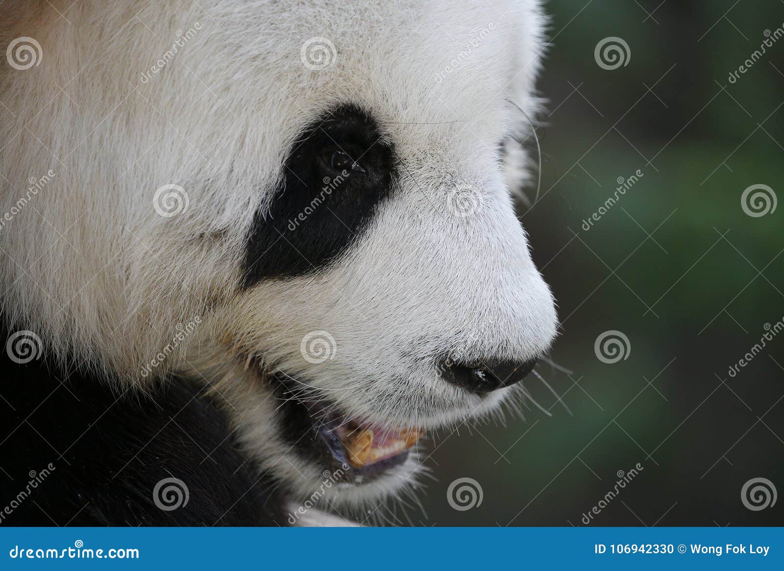 Front Views of the Panda at Zoo Stock Photo - Image of giraffe, face ...