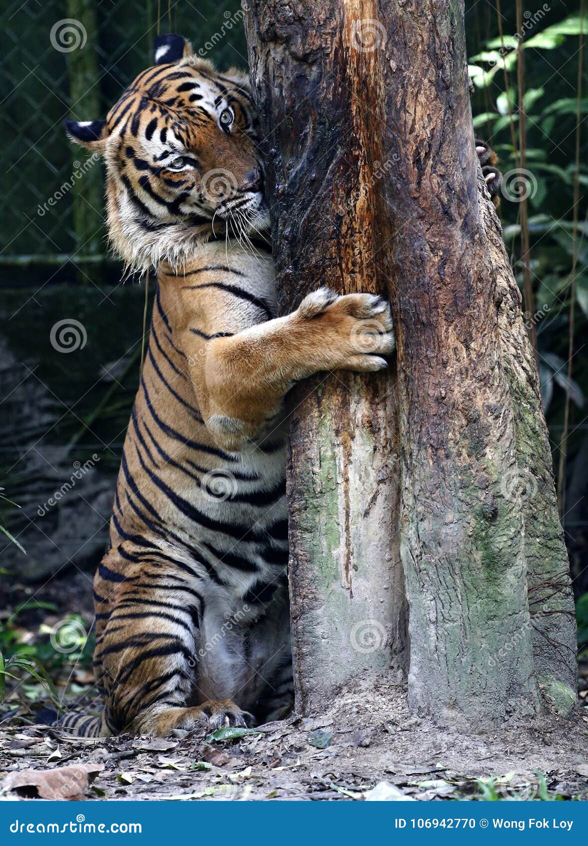 Front Views of Tiger Grabbing the Tree at Zoo Stock Photo - Image of ...