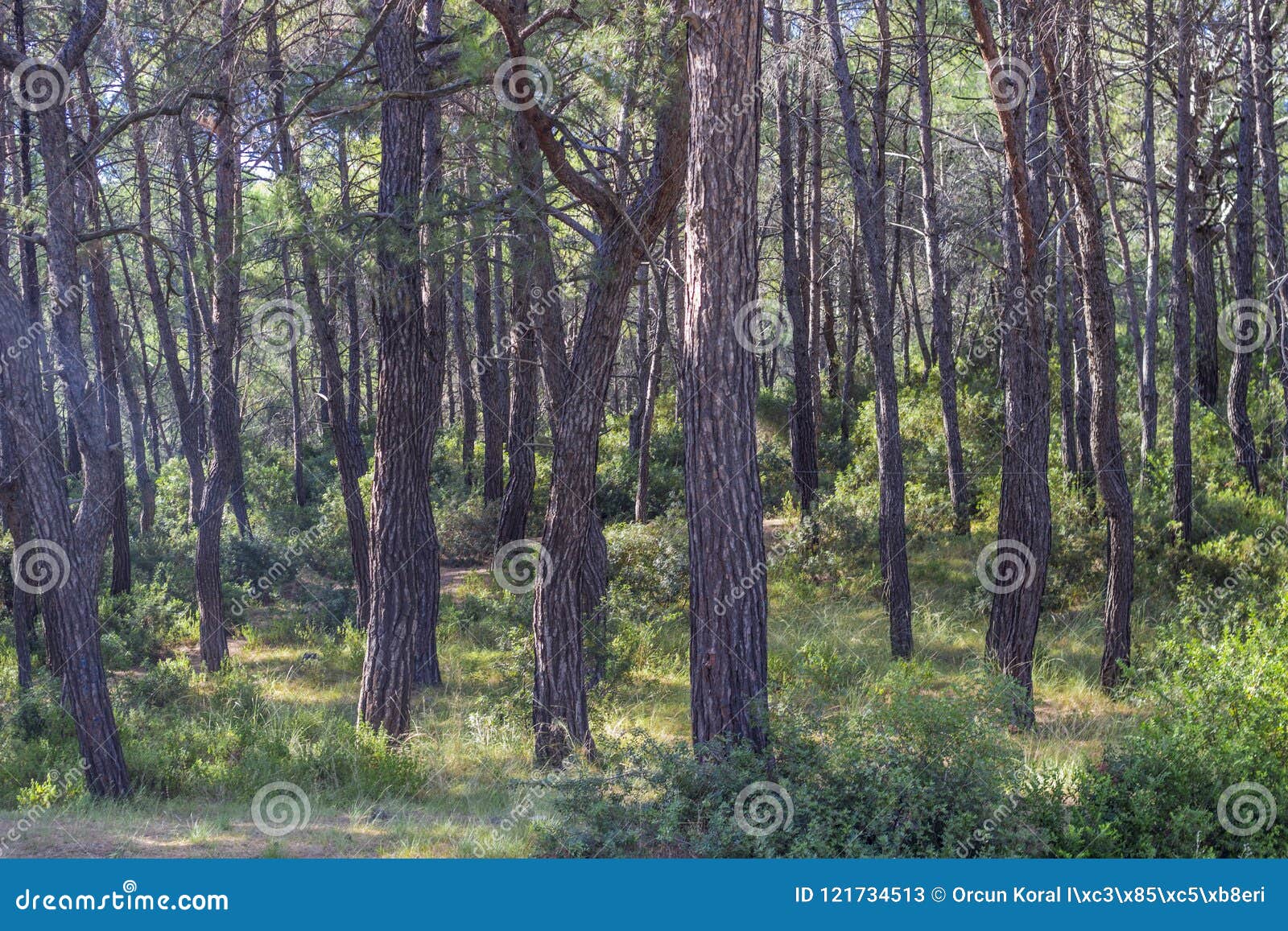 Front Wide Shot Forest Under Afternoon Light Stock Image - Image of ...