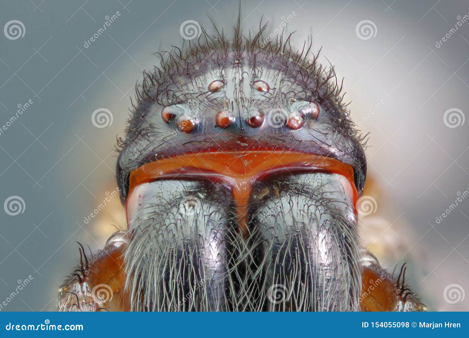 Head portrait of spider stock photo. Image of macro - 154055098