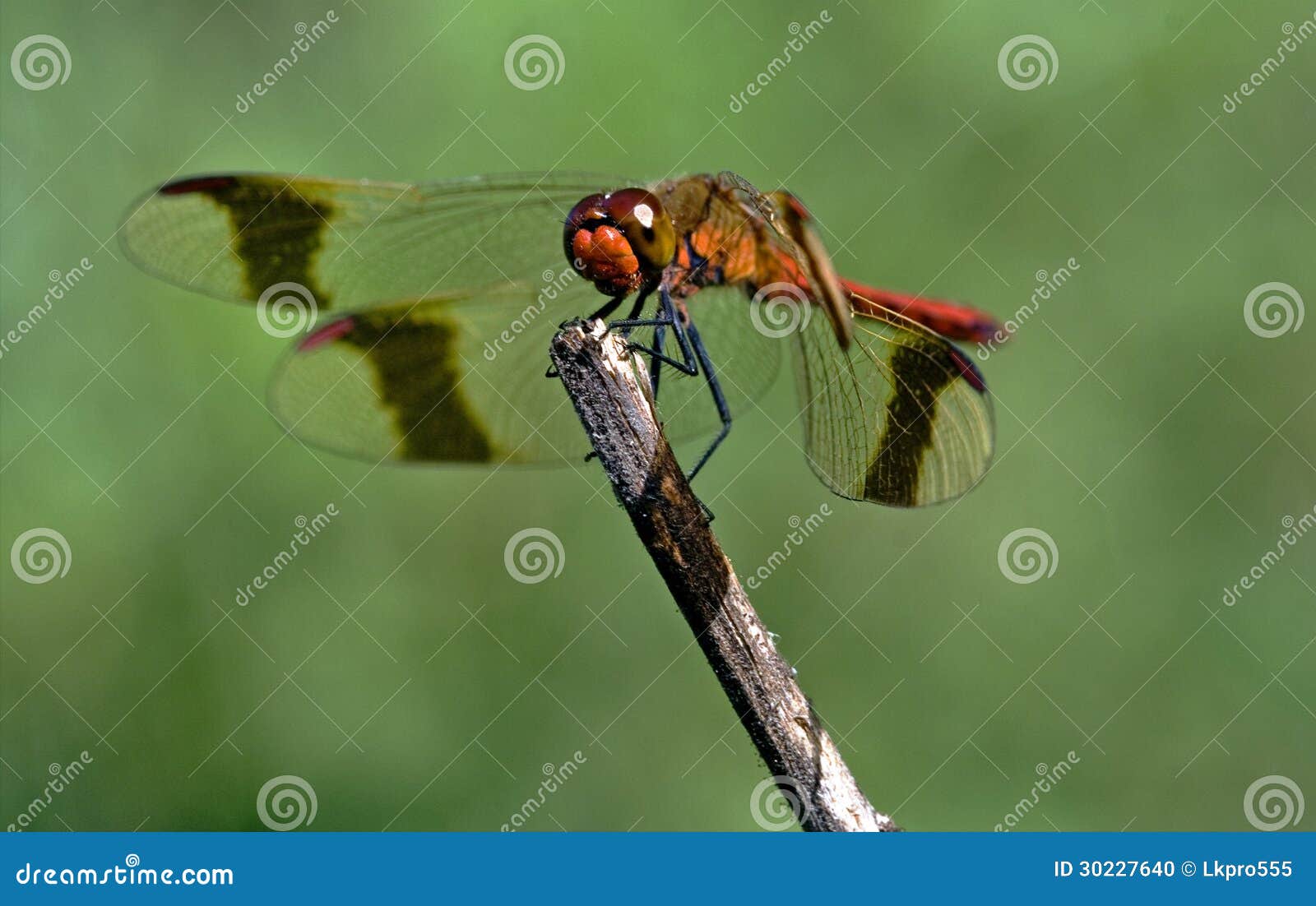 Front of Wild Red Dragonfly Stock Photo - Image of points, drop: 30227640