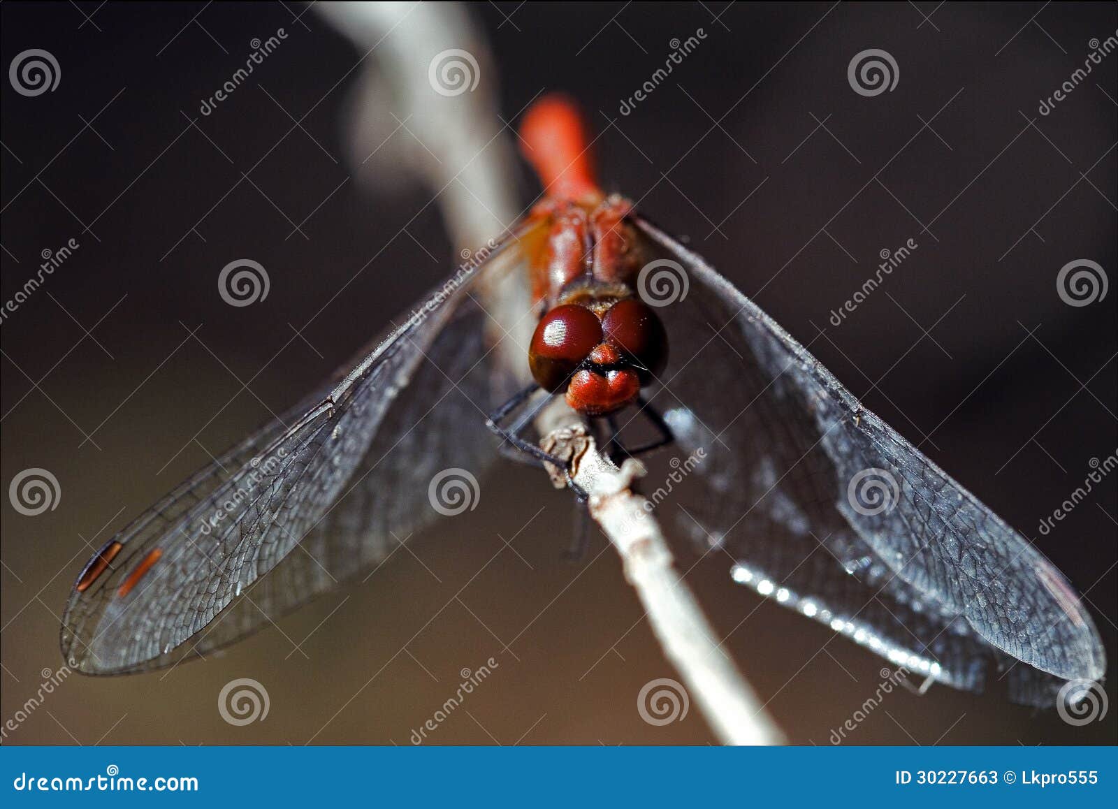 Front of Wild Red Yellow Dragonfly Stock Image - Image of color ...