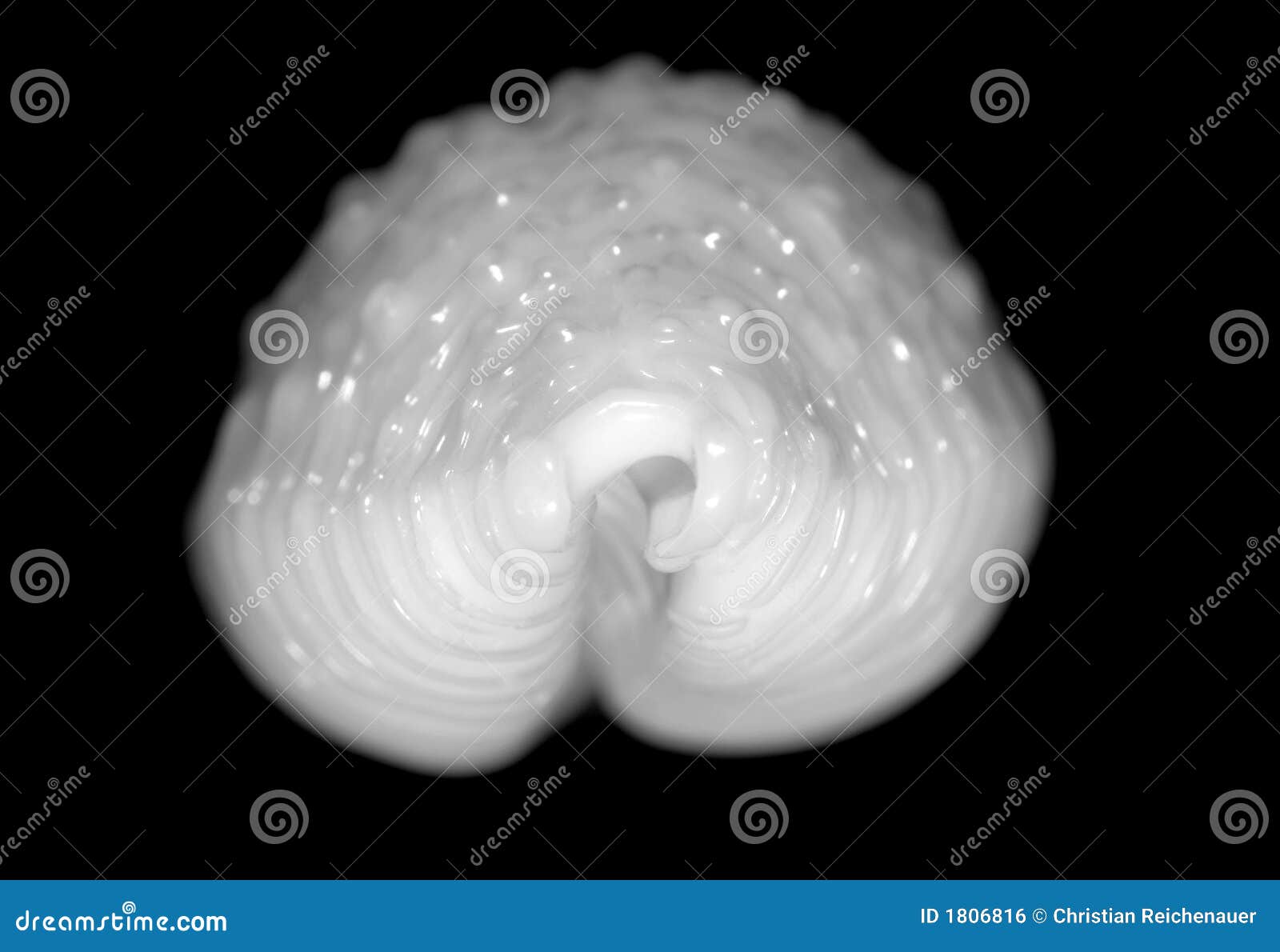 Front of a Wrinkled Snail Shell in Black and White Stock Photo - Image ...