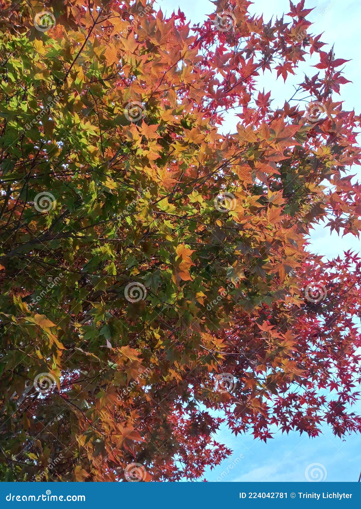 Front Yard Colors stock image. Image of grove, leaf - 224042781
