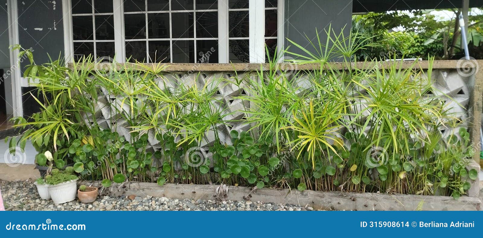 Front Yard Greenery. Home Garden Stock Photo - Image of yard, homr ...