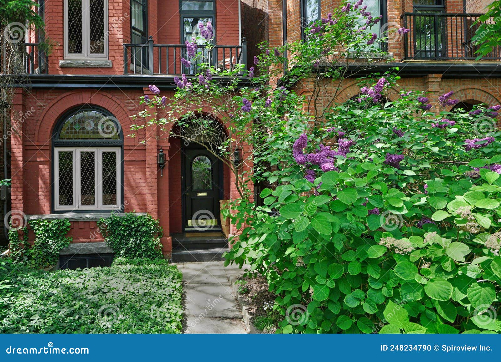 Old Brick Houses with Large Lilac Bush Stock Photo - Image of path ...