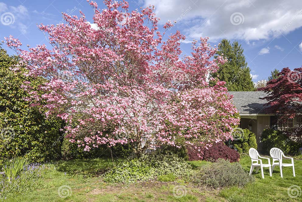 Front Yard Spring Bloom Oregon State. Stock Image - Image of yard ...