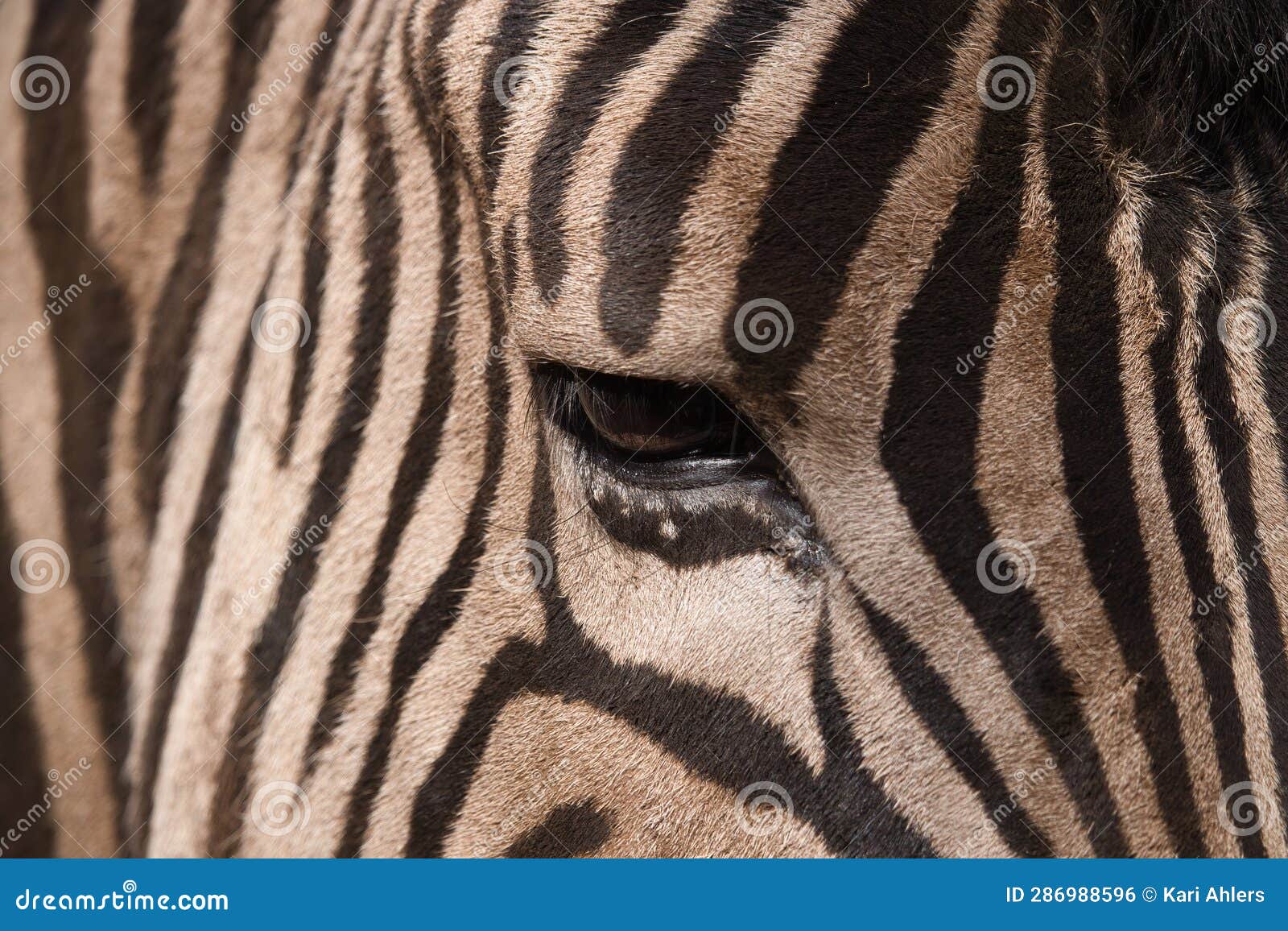 Front of Zebra Face with Eye in a Zoo Stock Photo - Image of africa ...