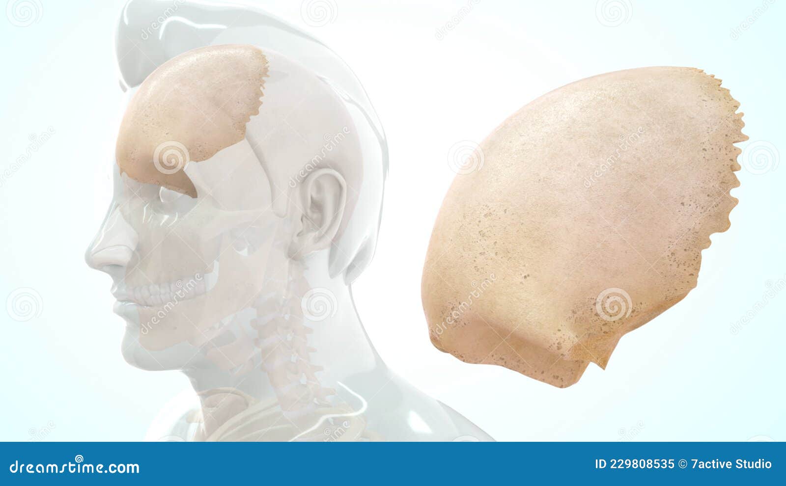 Human Skeleton Skull Bone - Frontal Stock Illustration - Illustration ...