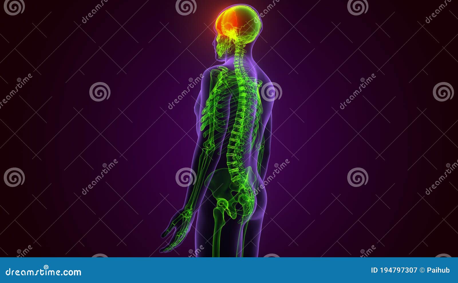 Human Skeleton Skull Frontal Bone Anatomy for Medical Concept 3D ...
